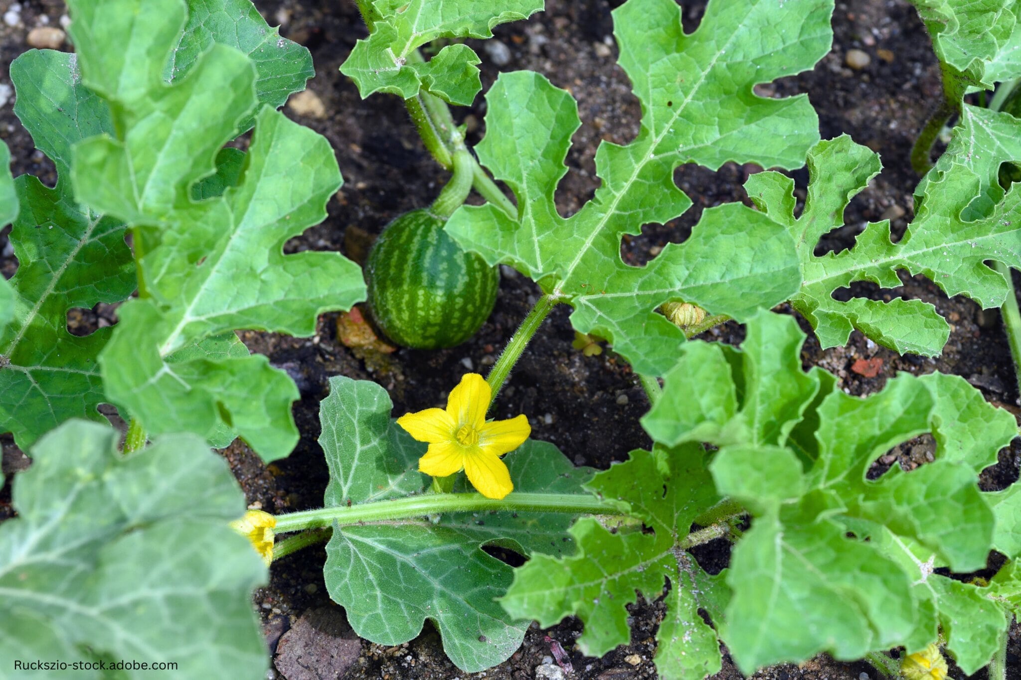 Colocynthis | Anwendung, Dosierung & weitere Infos